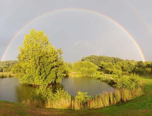 Frant Lakes Sussex / Kent Carp & Coarse Fishing - iBookfishing. Fishing ...